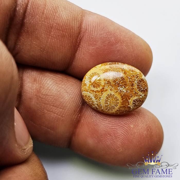 Fossil Coral Gemstone 10.55ct Indonesia